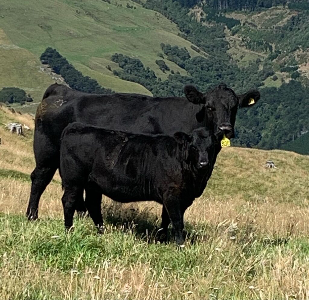 Cows - Sudeley Genetics